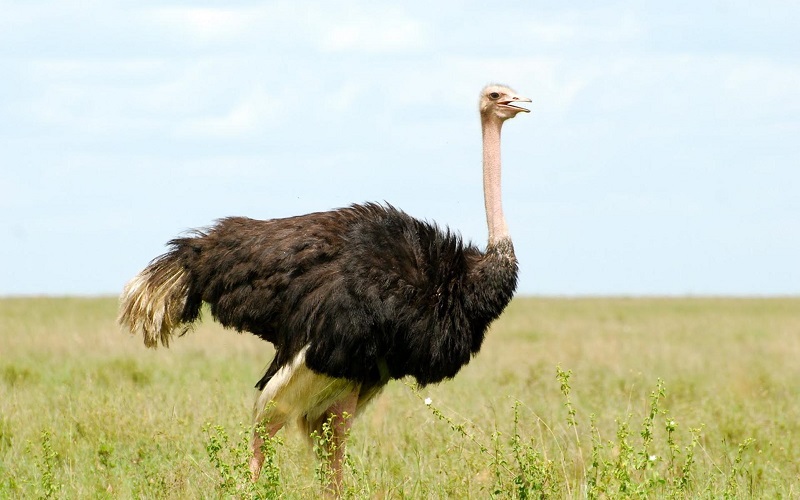 All thing about common ostrich - Afostrich