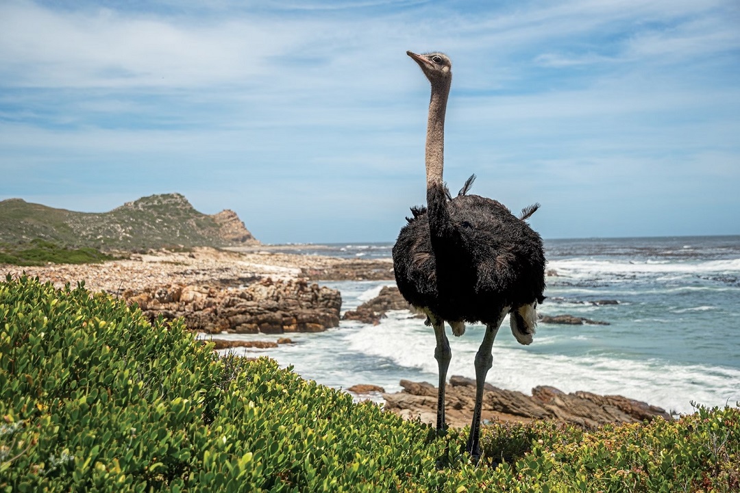 All ostrich breeds (Ostrich with Nasser Zarringhalam) - Afostrich