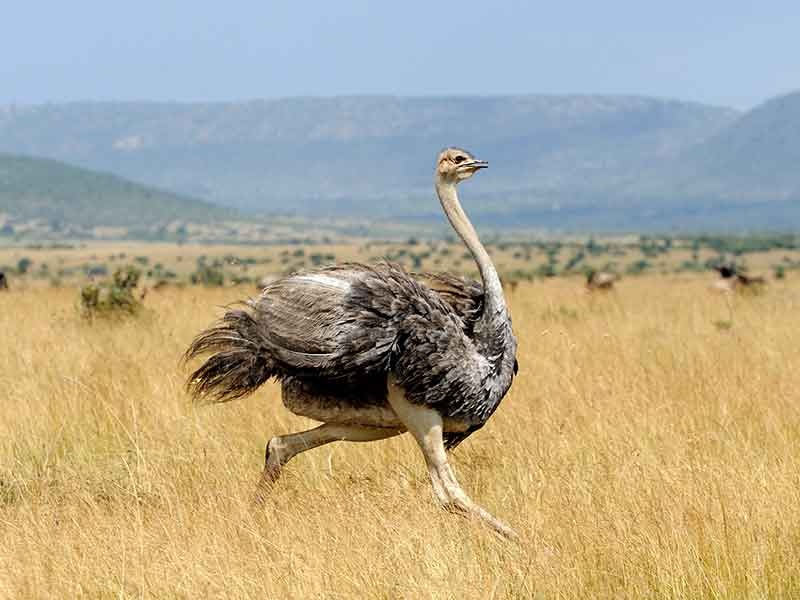 Ostrich Adaptations for Survival (Based on Nasser Zarringhalam ...