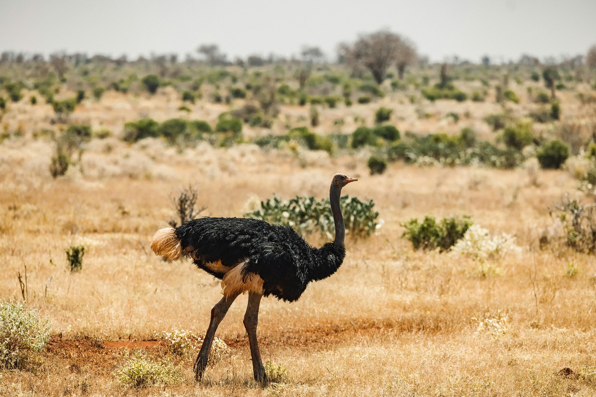 How are ostriches so fast? (ostrich with Nasser Zarringhalam) - Afostrich
