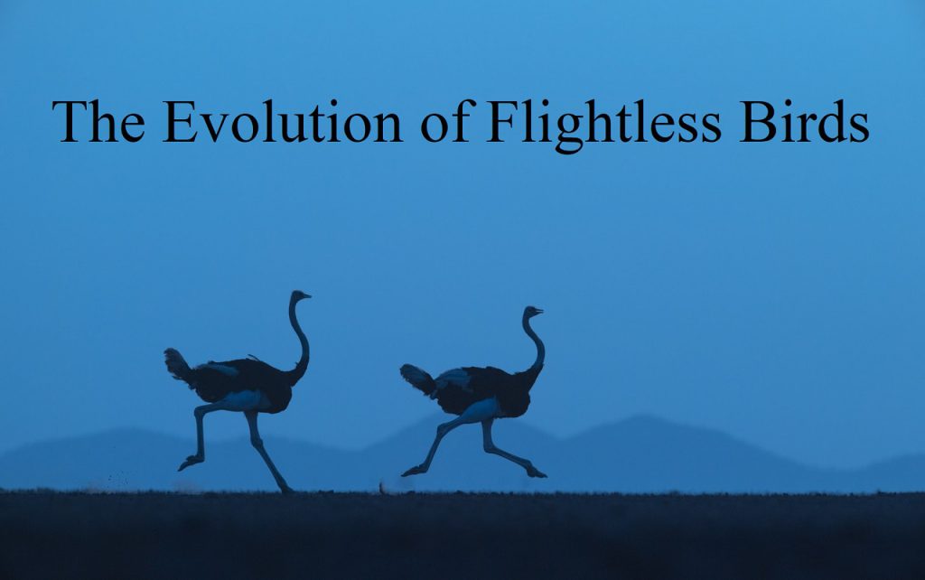 The Evolution of Flightless Birds - Afostrich