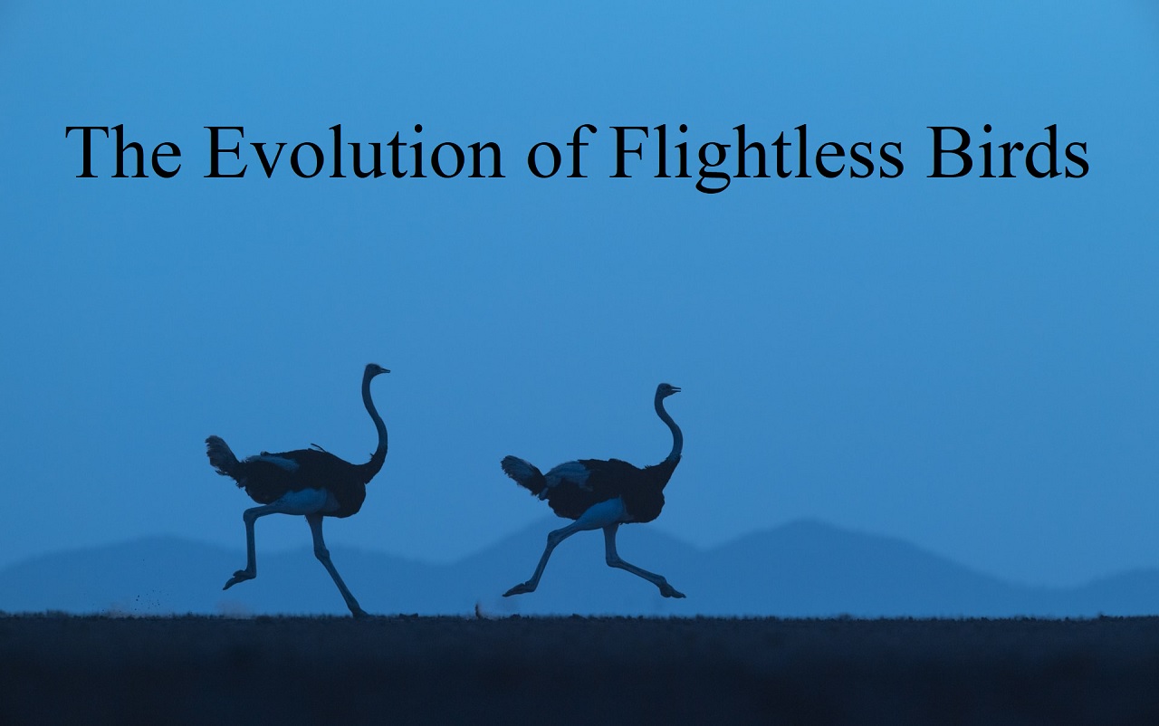 The Evolution of Flightless Birds - Afostrich