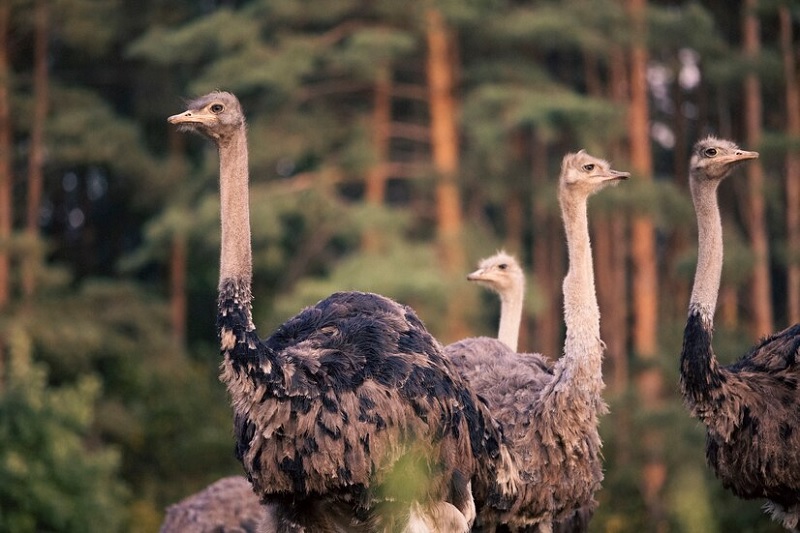 Choosing the Right Ostrich Breeding Pairs - Afostrich