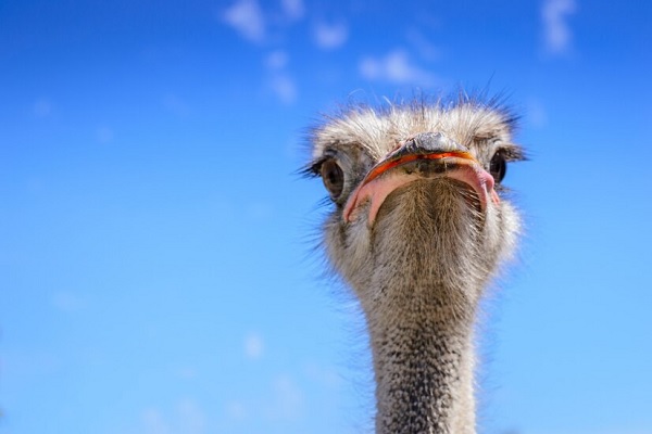 Choosing the Right Ostrich Breeding Pairs - Afostrich