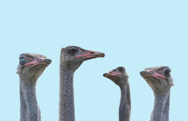 Common Challenges in Ostrich Breeding and How to Overcome Them - Afostrich